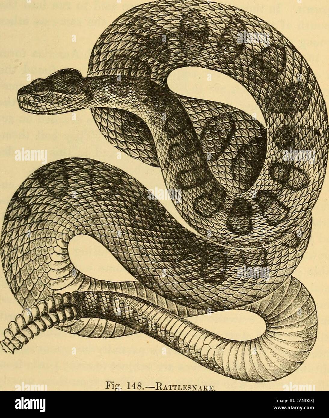 Animal life in the sea and on the land . in-active for a time, and the ...