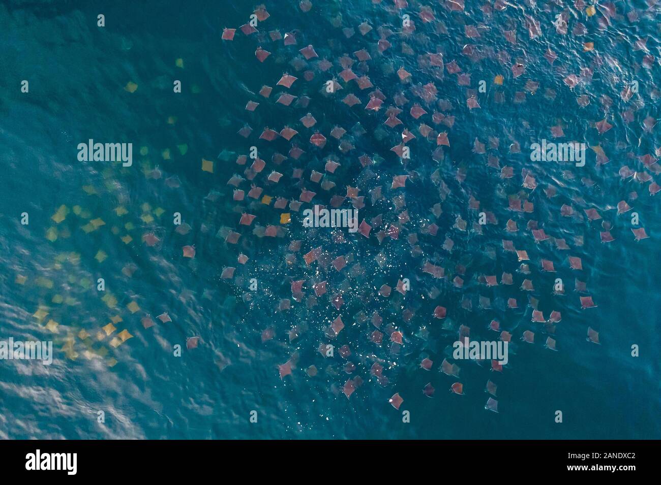 Cownose rays migration hi-res stock photography and images - Alamy