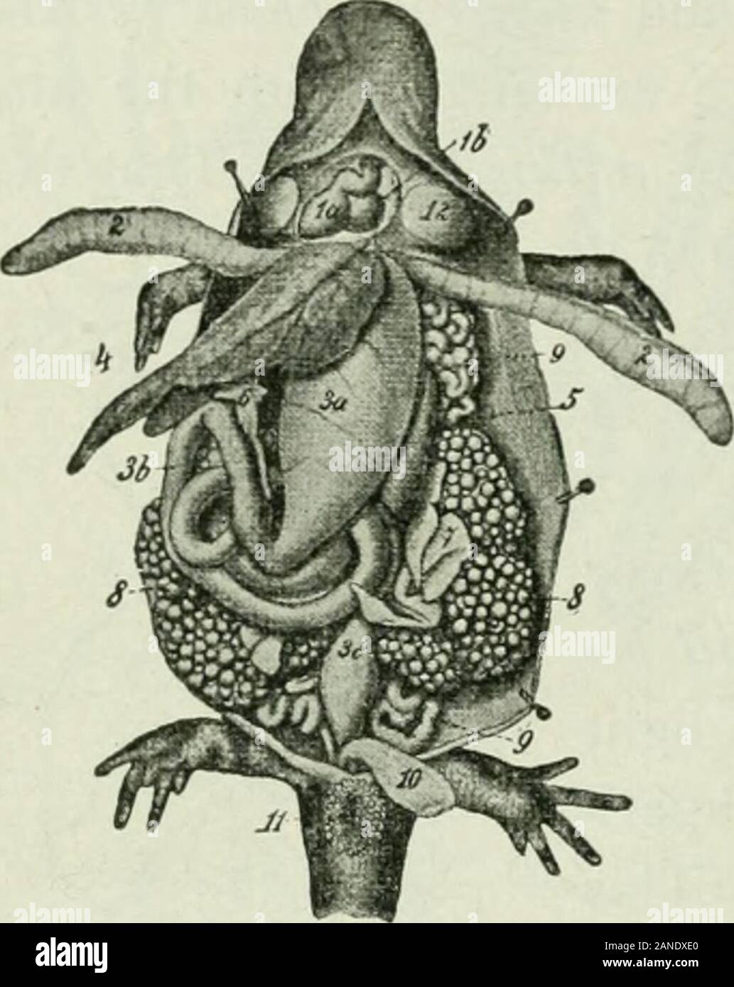 Beginners' zoology . t bend of the intestines (Fig. 255).What is its ...