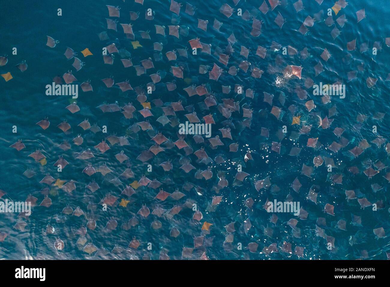 Cownose ray gulf of mexico hi-res stock photography and images - Alamy