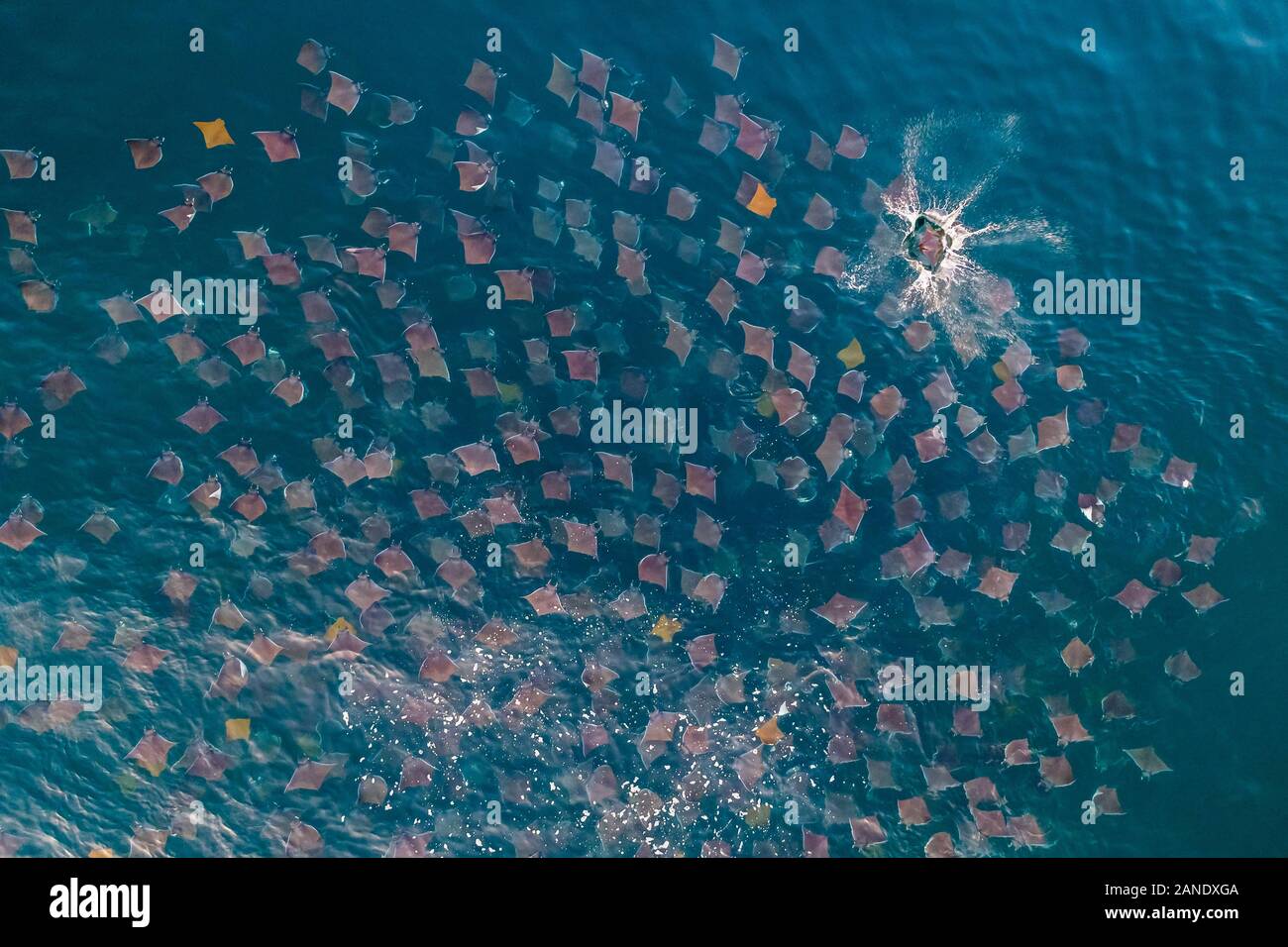 Cownose rays migration hi-res stock photography and images - Alamy