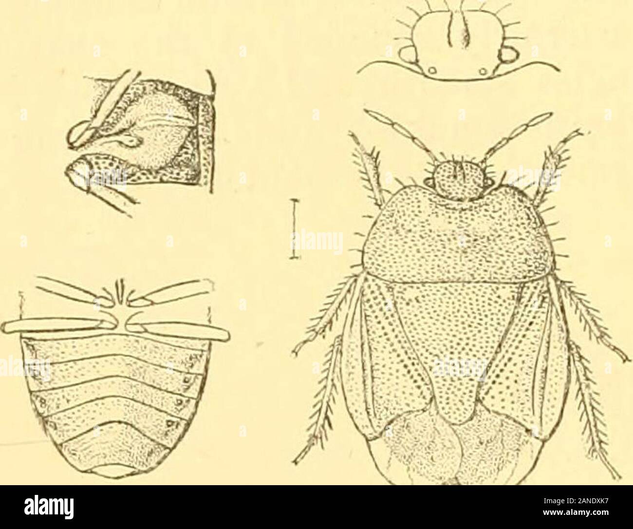 Rhynchota .. . rounded and furnishedwith some scattered long hairs ...