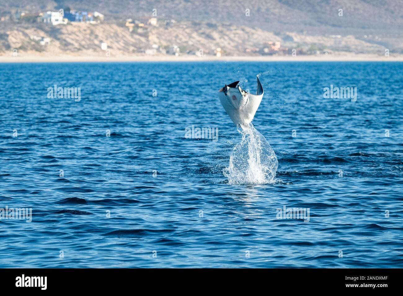 Munk's devil rays, mobula munkiana, during the annual migration/feeding ...