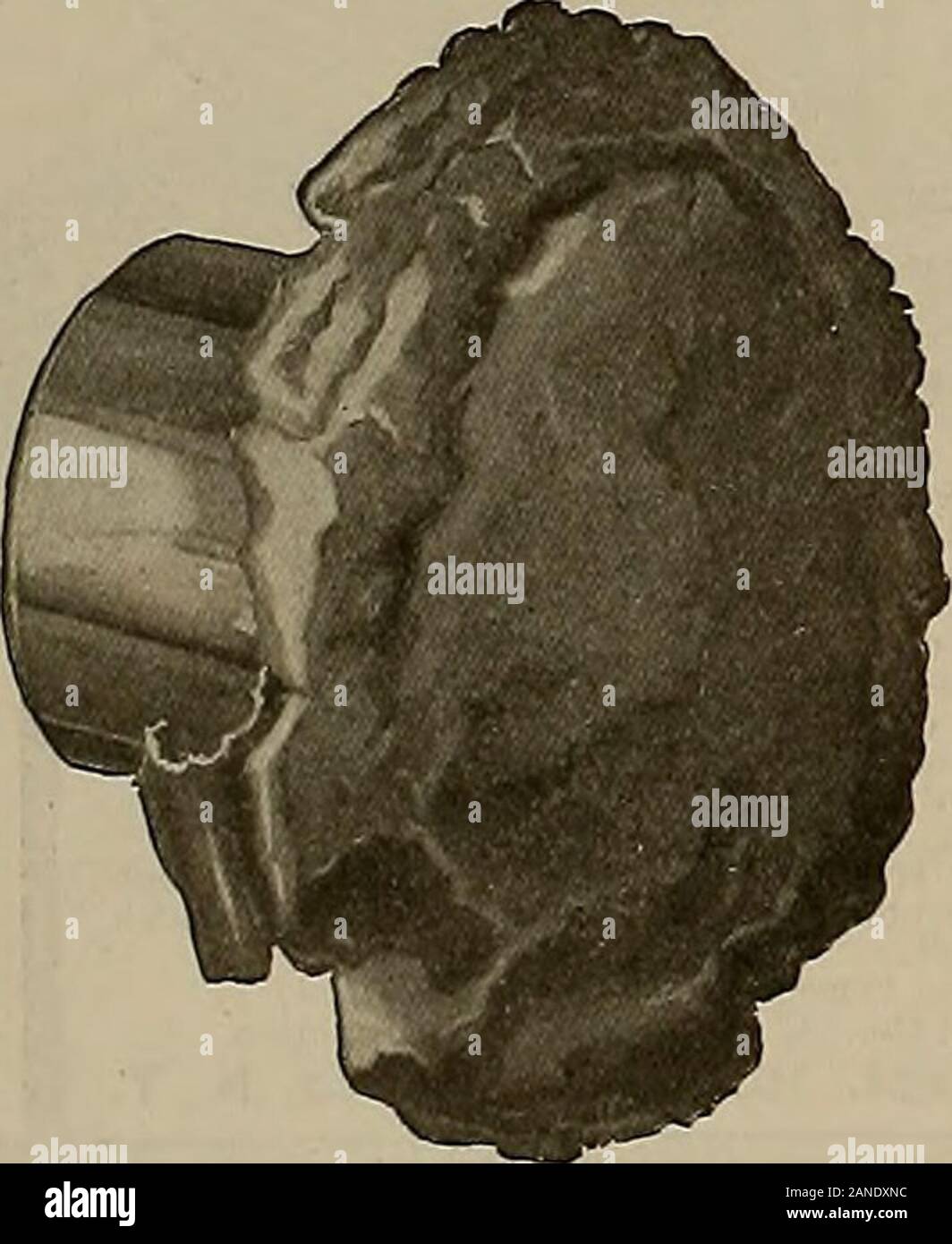 Possession pleasure hi-res stock photography and images - Alamy