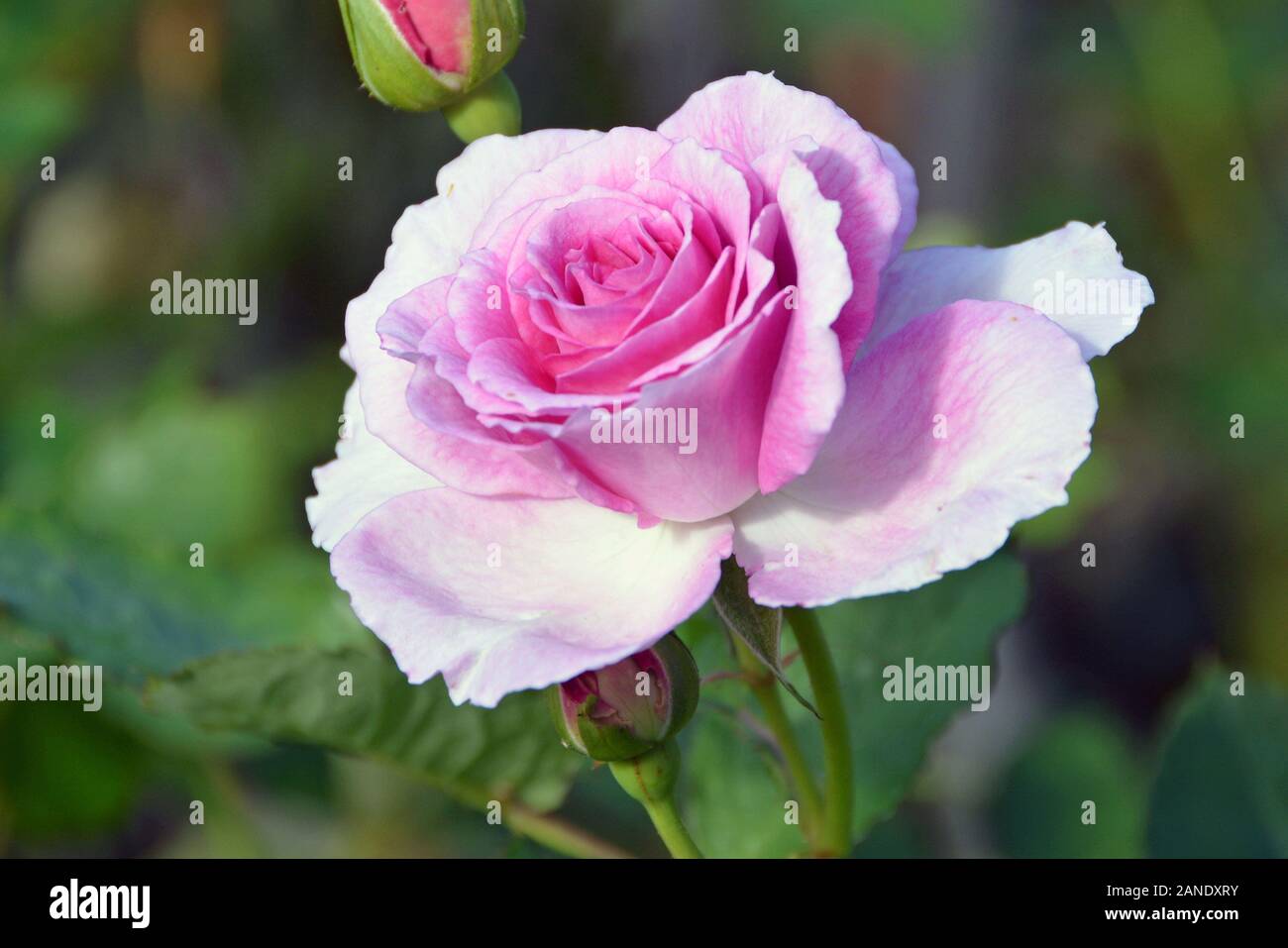 Lavender and rose hi-res stock photography and images - Alamy