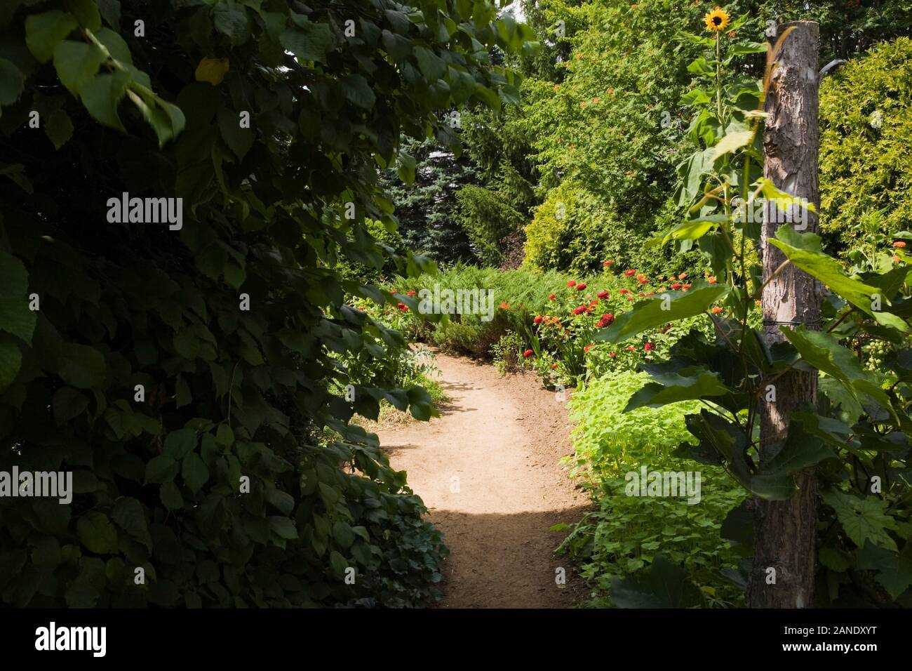 Vitis 'Eona' - Grapevine and brown dirt path through borders with red ...
