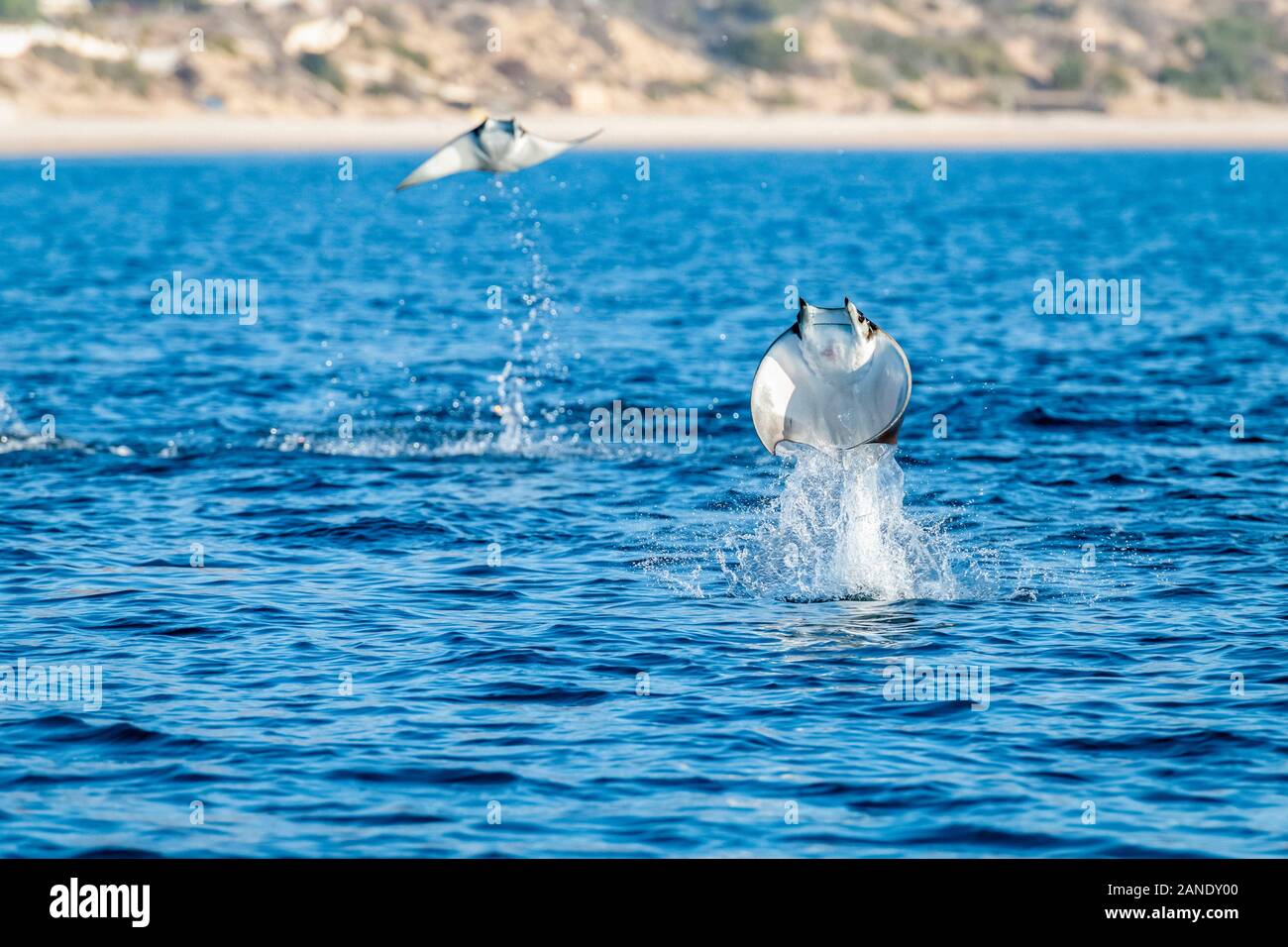 Munk's devil rays, mobula munkiana, during the annual migration/feeding ...