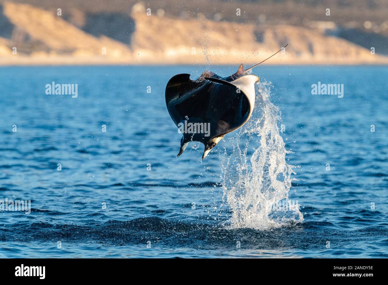 Devil ray leaping hi-res stock photography and images - Alamy