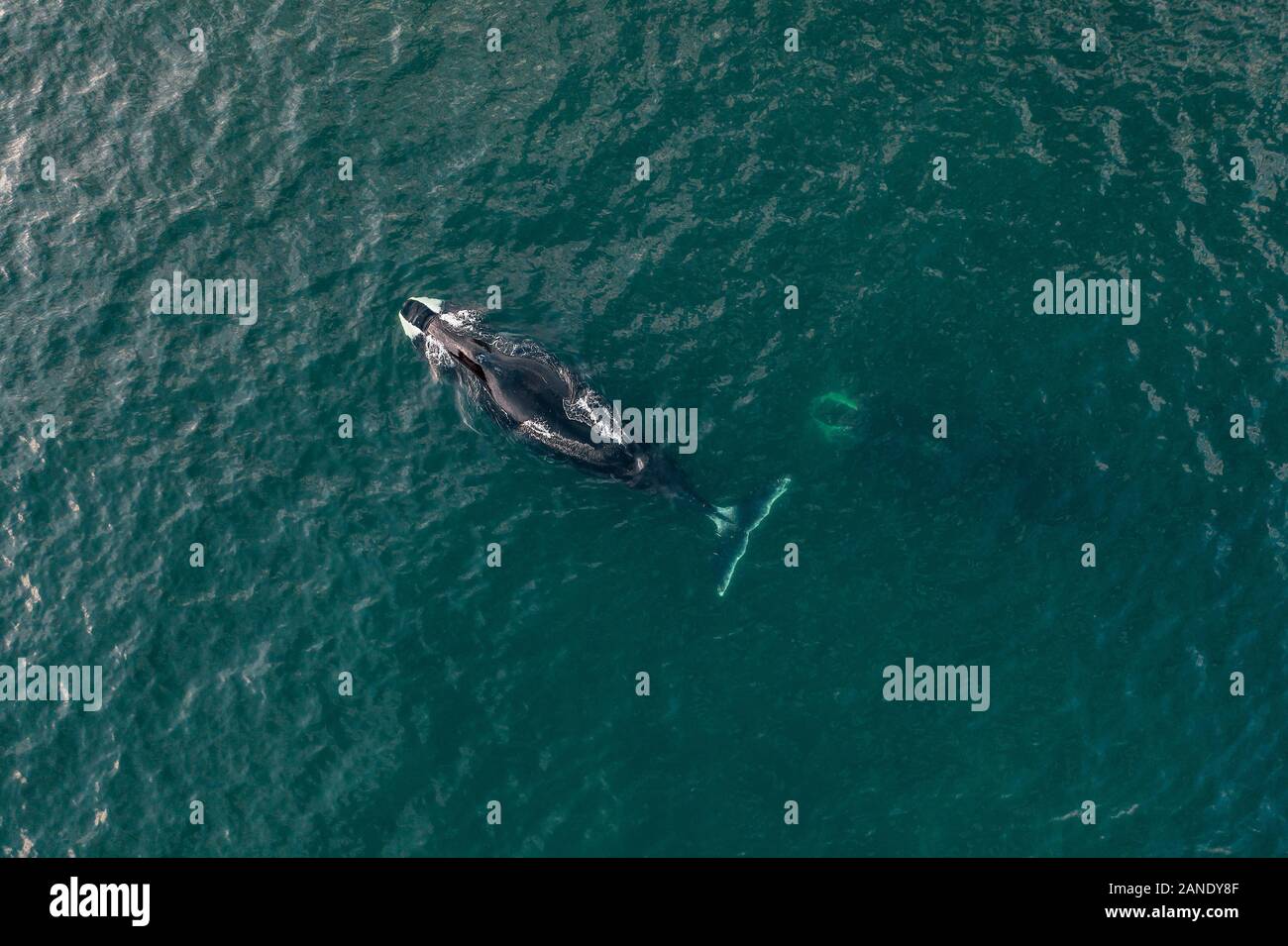 Bowhead whale (balaena mysticetus) hi-res stock photography and images ...