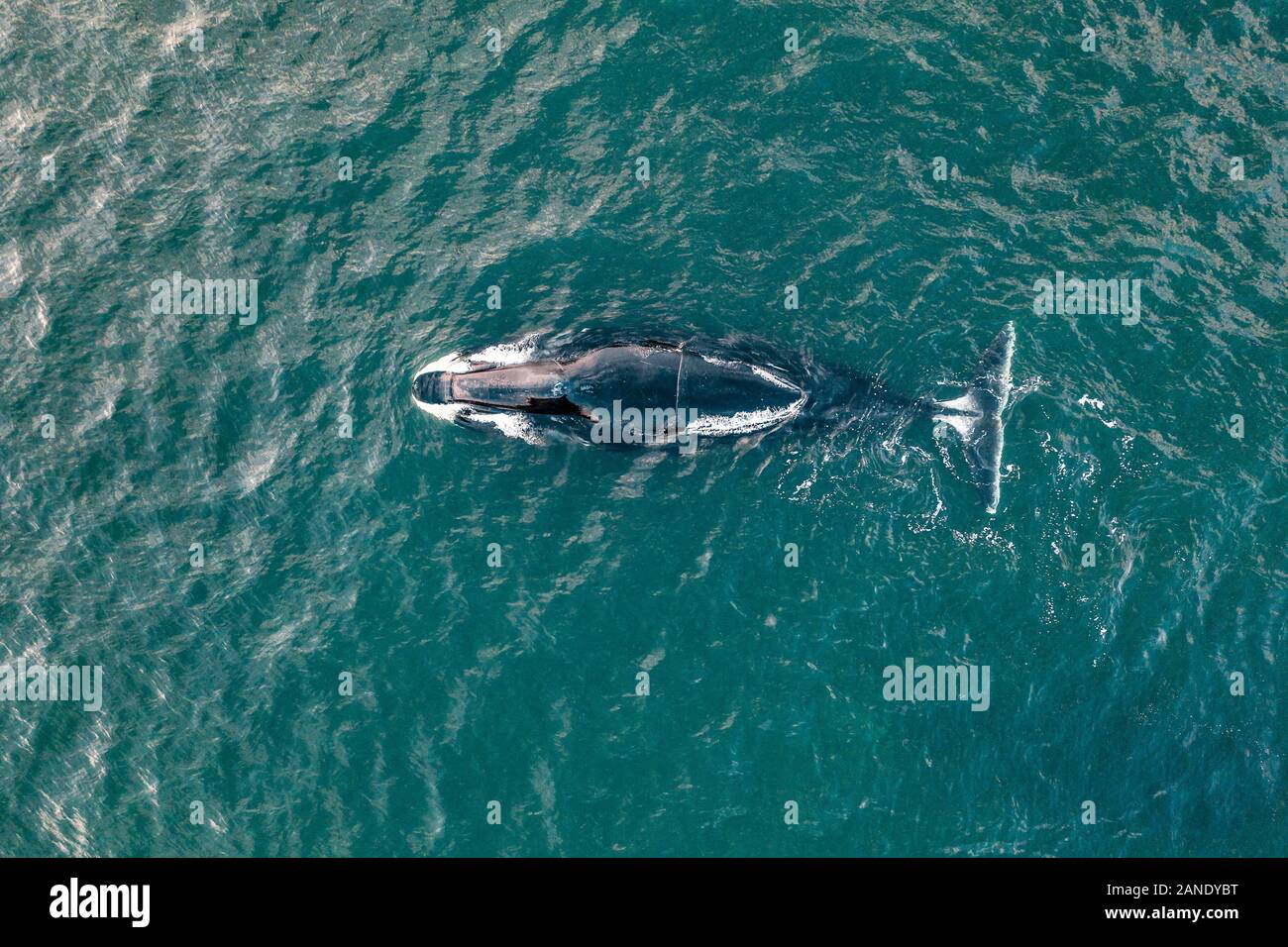Aerial view of a bowhead whale, Balaena mysticetus, Sea of Okhotsk ...
