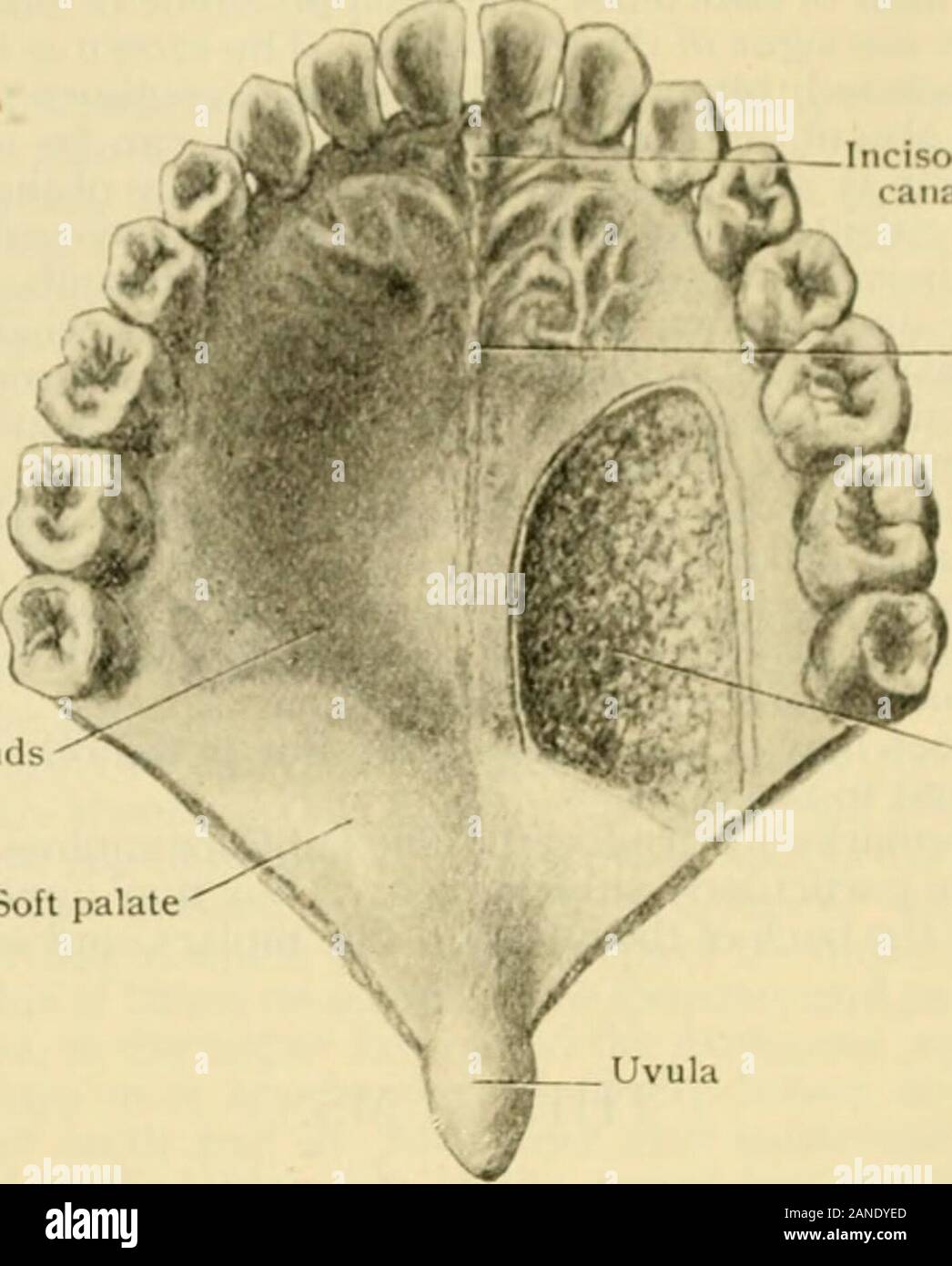 Palatal Process