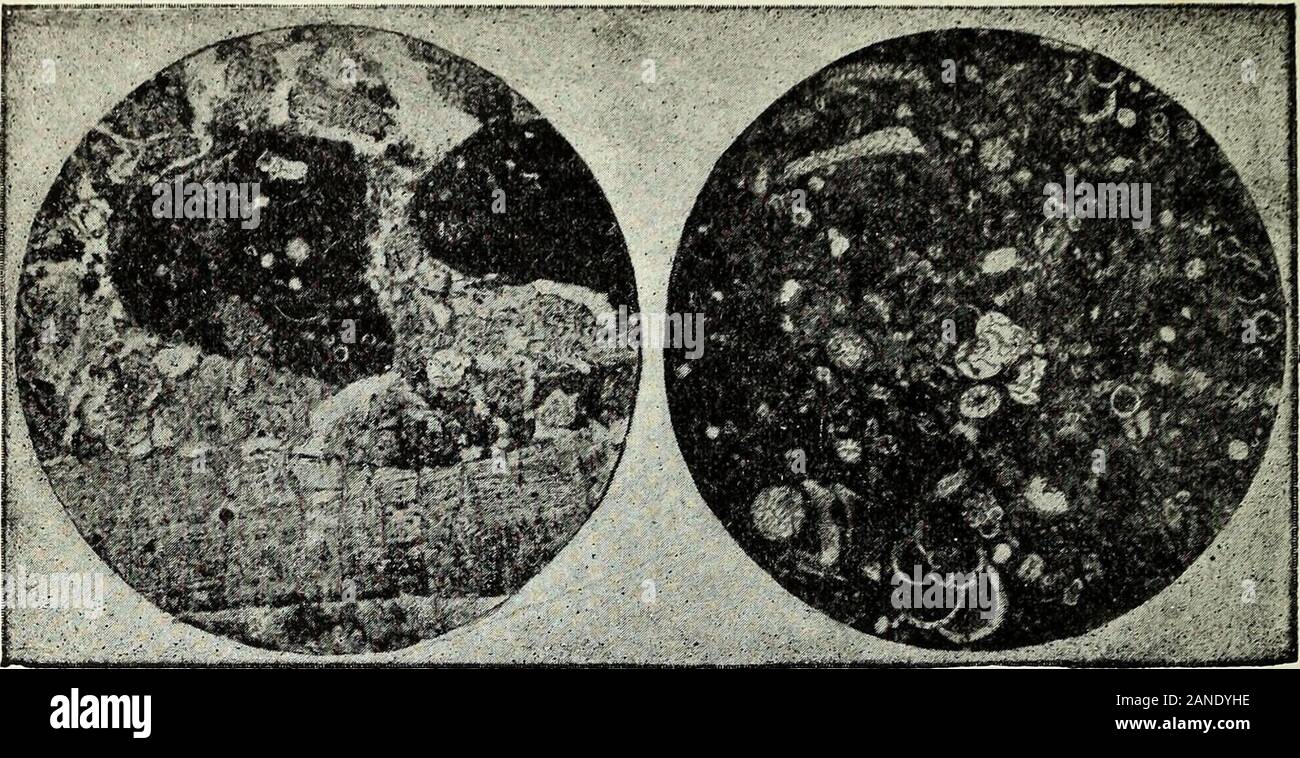 Inoceramus hi-res stock photography and images - Alamy