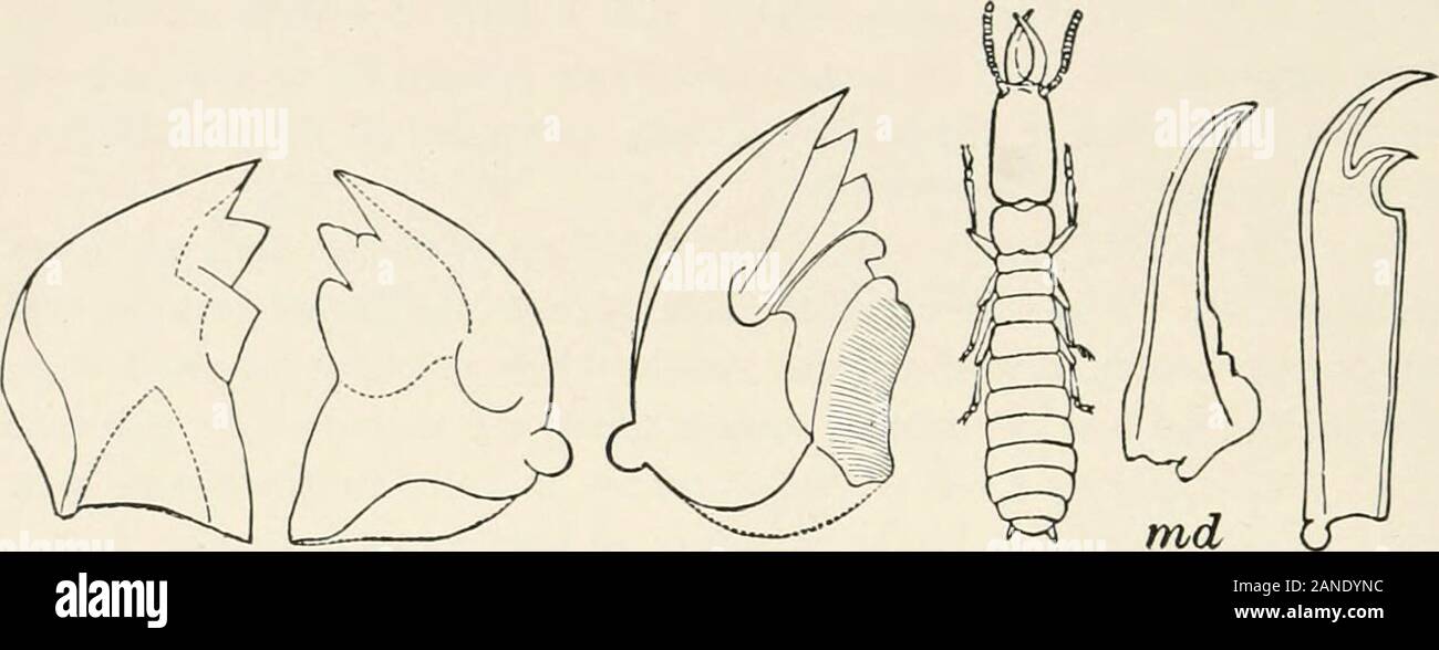 Ginglymus hi-res stock photography and images - Alamy