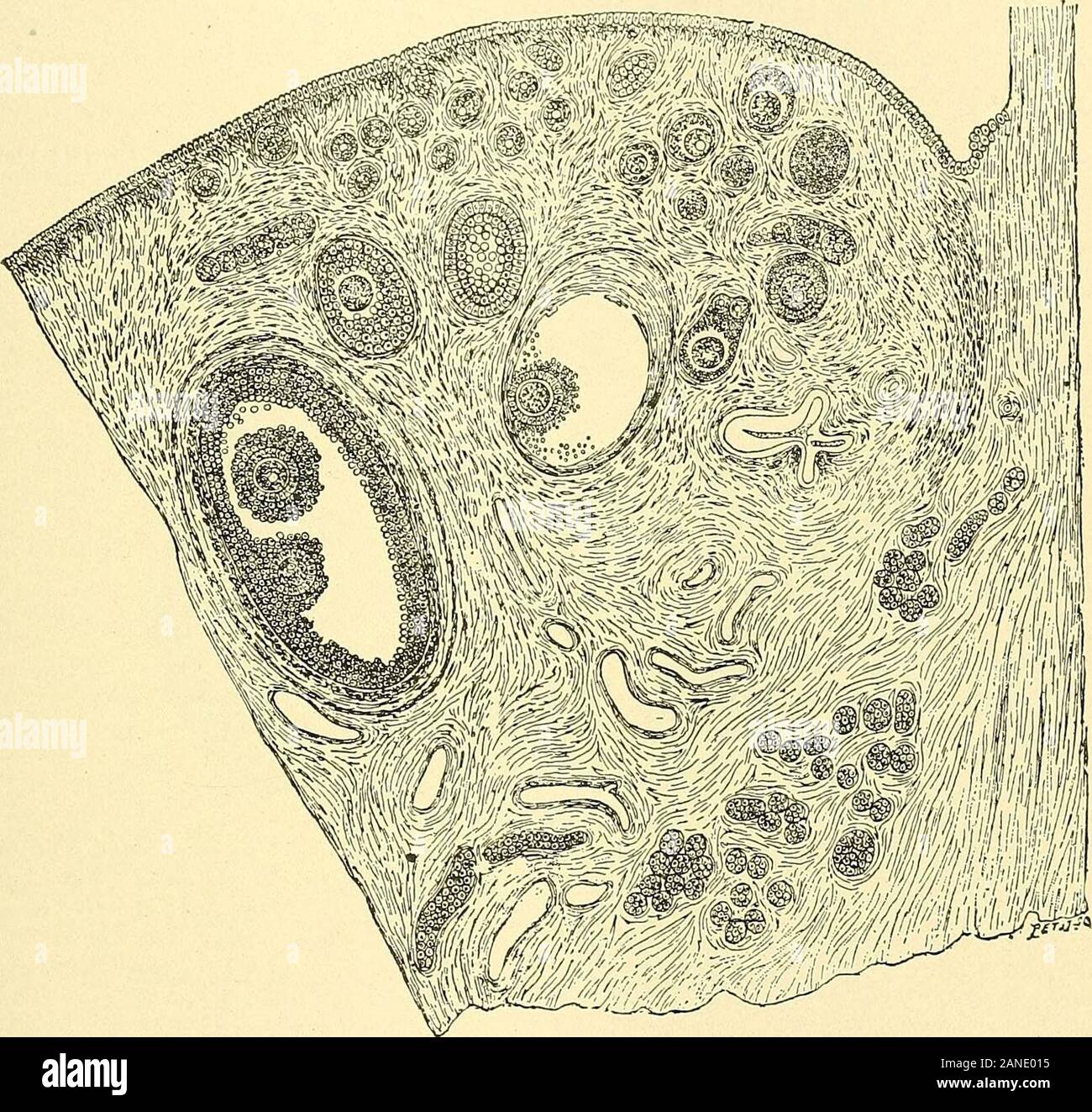 Treatise on gynaecology : medical and surgical . developed inthat ...