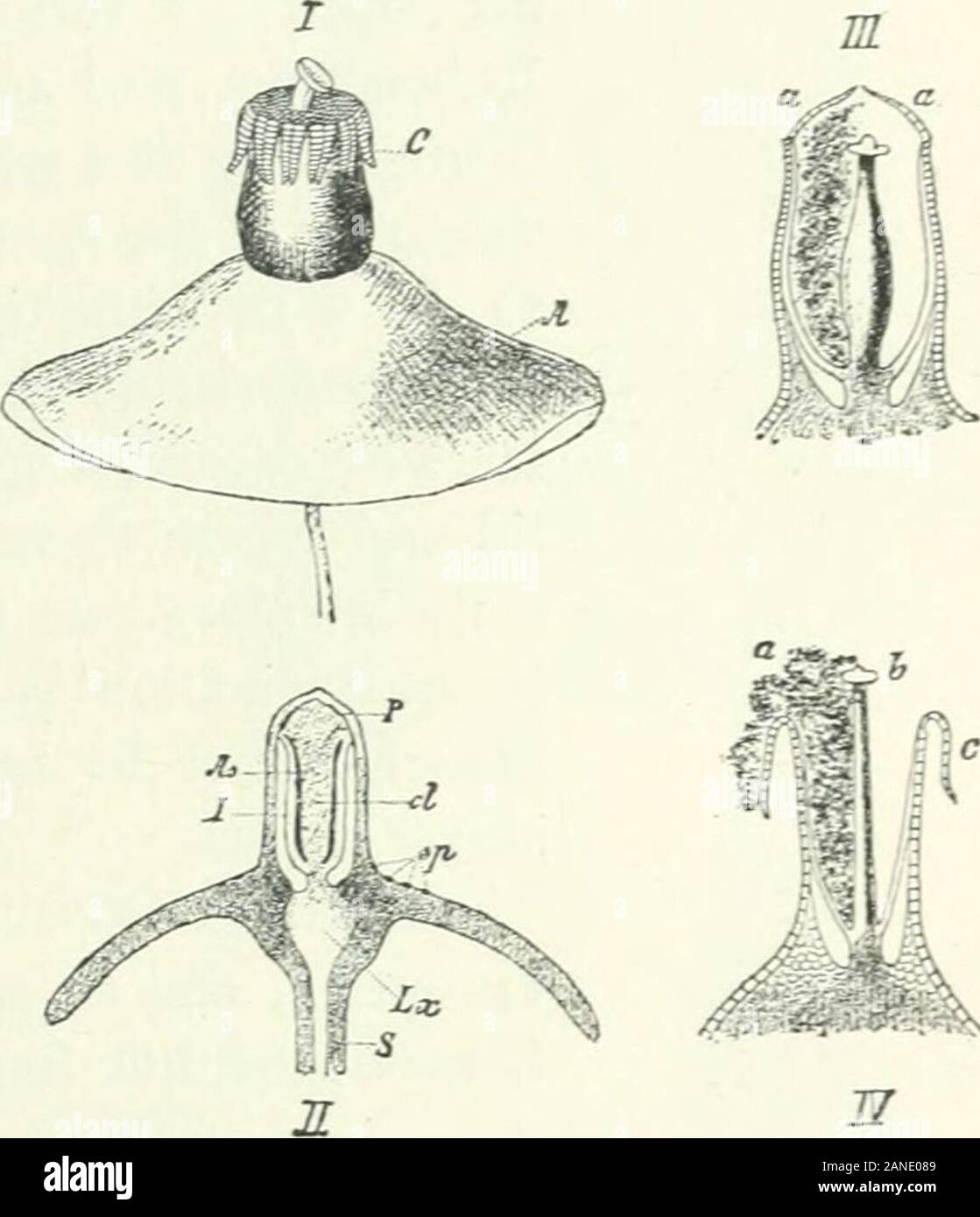 Organography of plants, especially of the archegoniatae and spermaphyta ...