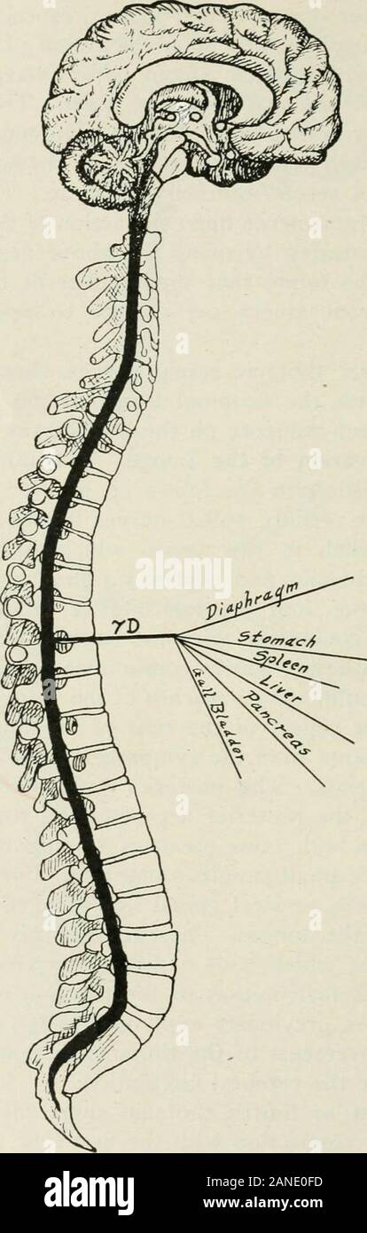 Posterior pulmonary plexus hi-res stock photography and images - Alamy
