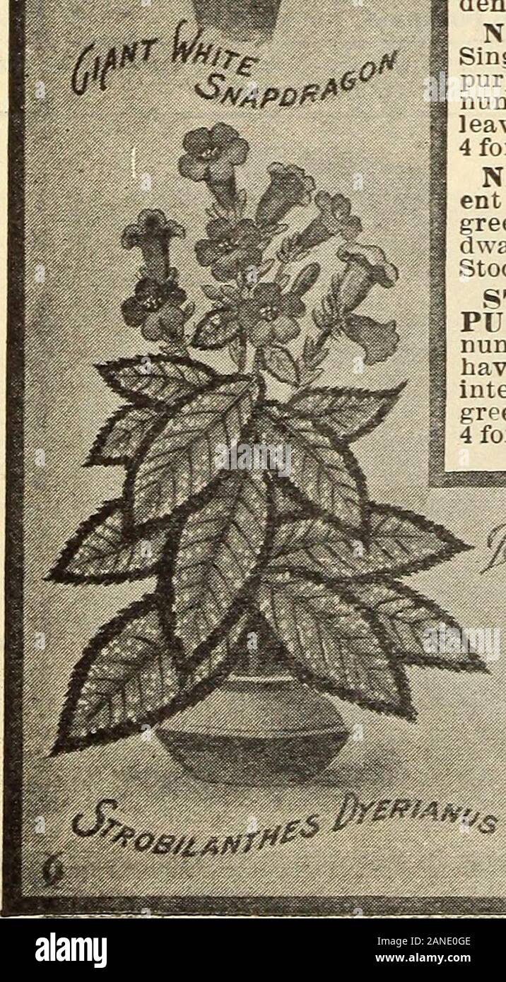 Our new guide to rose culture : 1906 . ^^^...^o^. CISSTJS DISrOT.OR ...