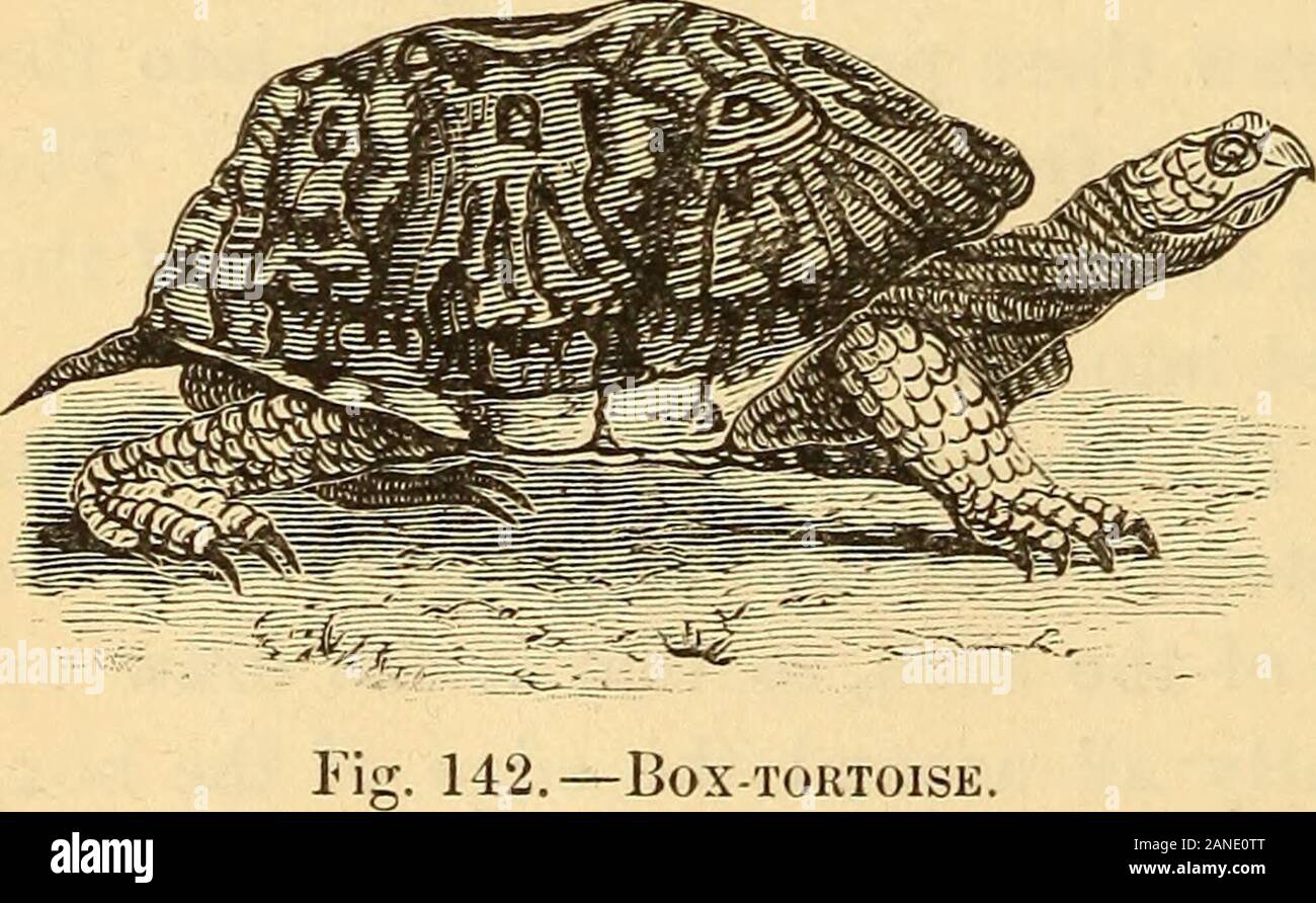 Animal life in the sea and on the land . Fig. 141.—Skeleton of the ...