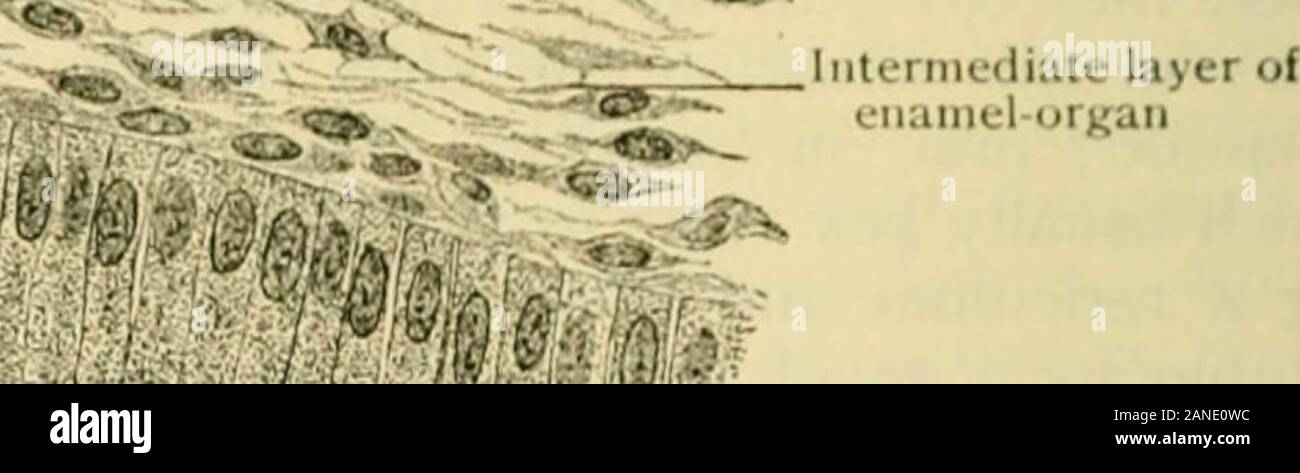 Human anatomy, including structure and development and practical ...