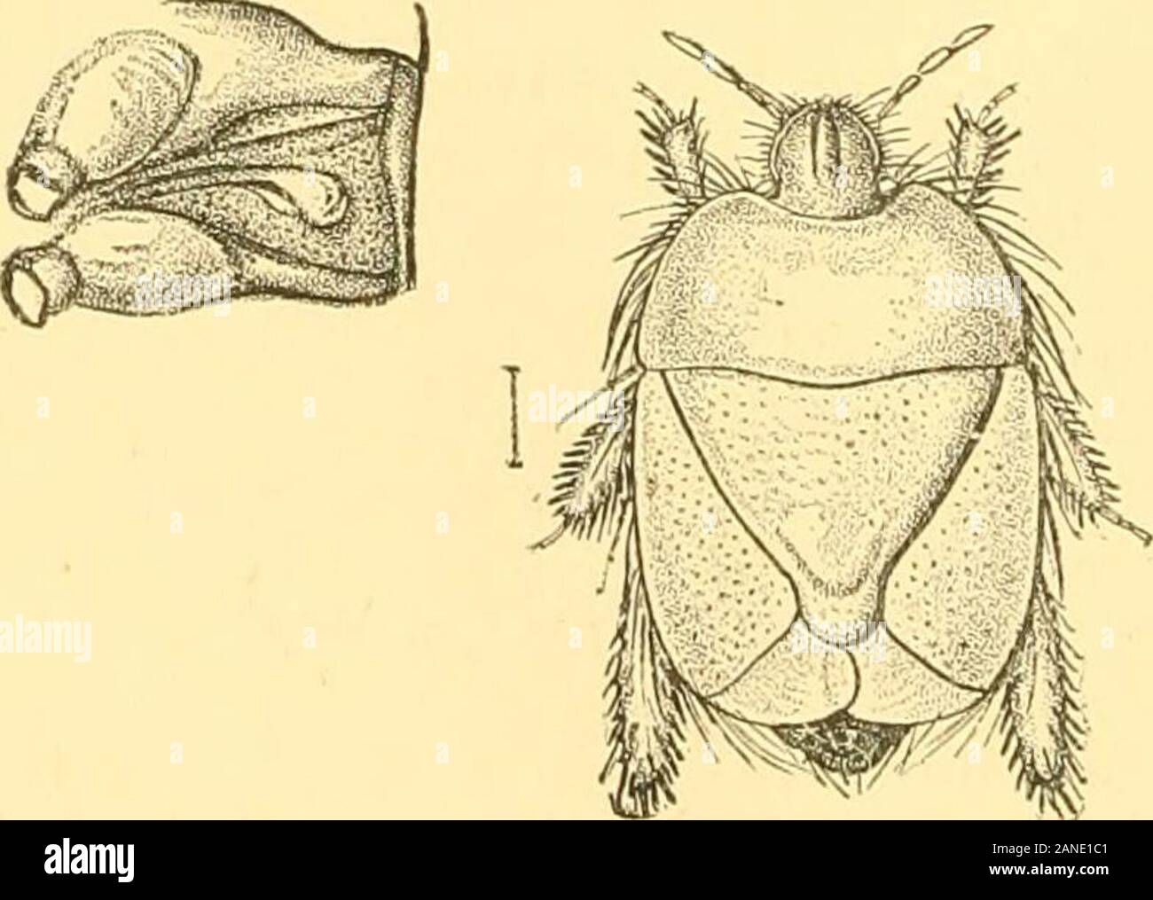 Apical membrane hi-res stock photography and images - Alamy