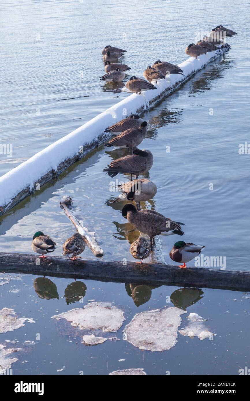 Waterfowl taking shelter from unusually frigid temperatures in ...