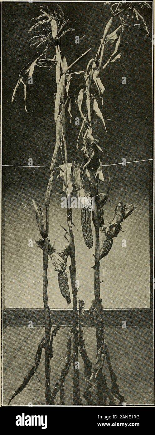 Corn secrets . Fig. 6 Tendency to Sucker. The tendency to much ...