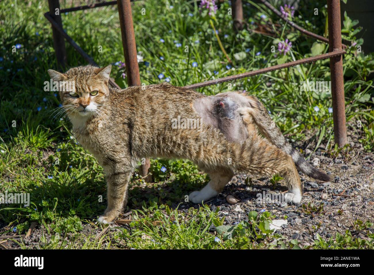 Stray cat in the street Stock Photo - Alamy