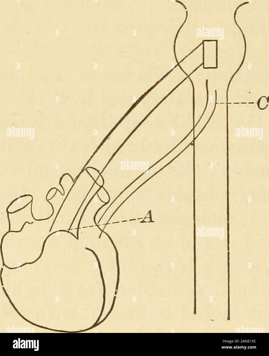 Cardiac poisoning hi-res stock photography and images - Alamy