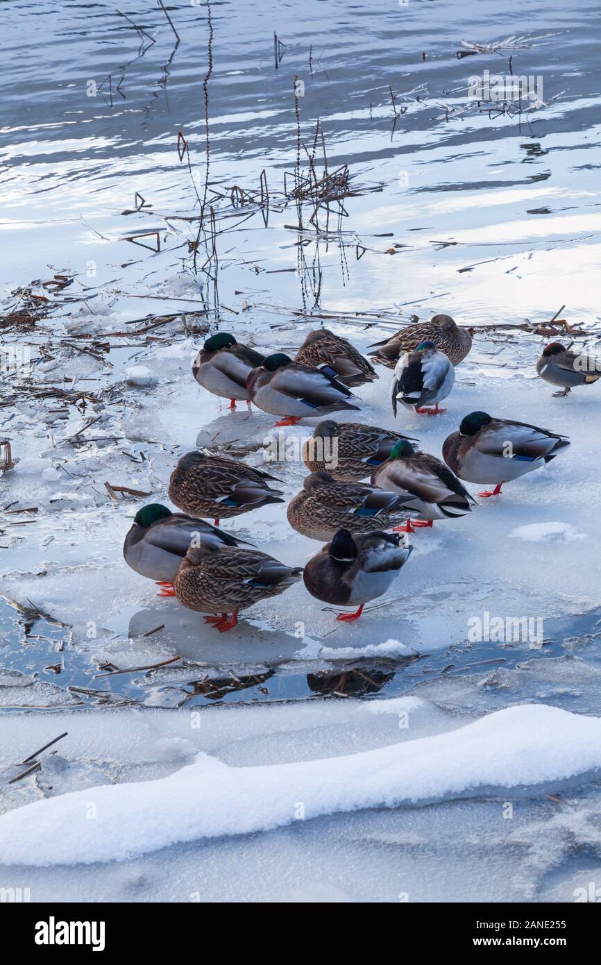 British columbia waterfowl society hi-res stock photography and images ...