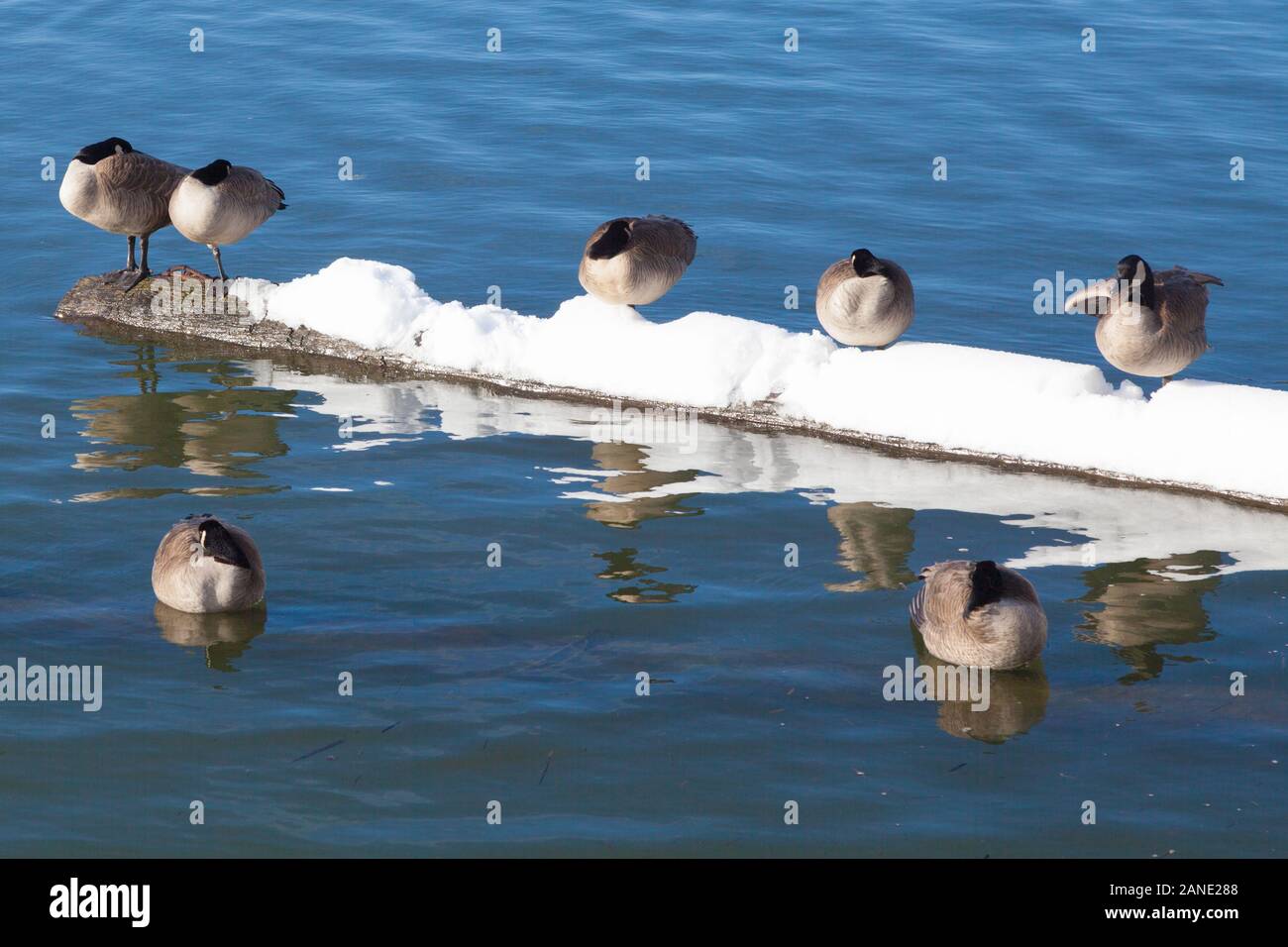 Waterfowl taking shelter from unusually frigid temperatures in ...