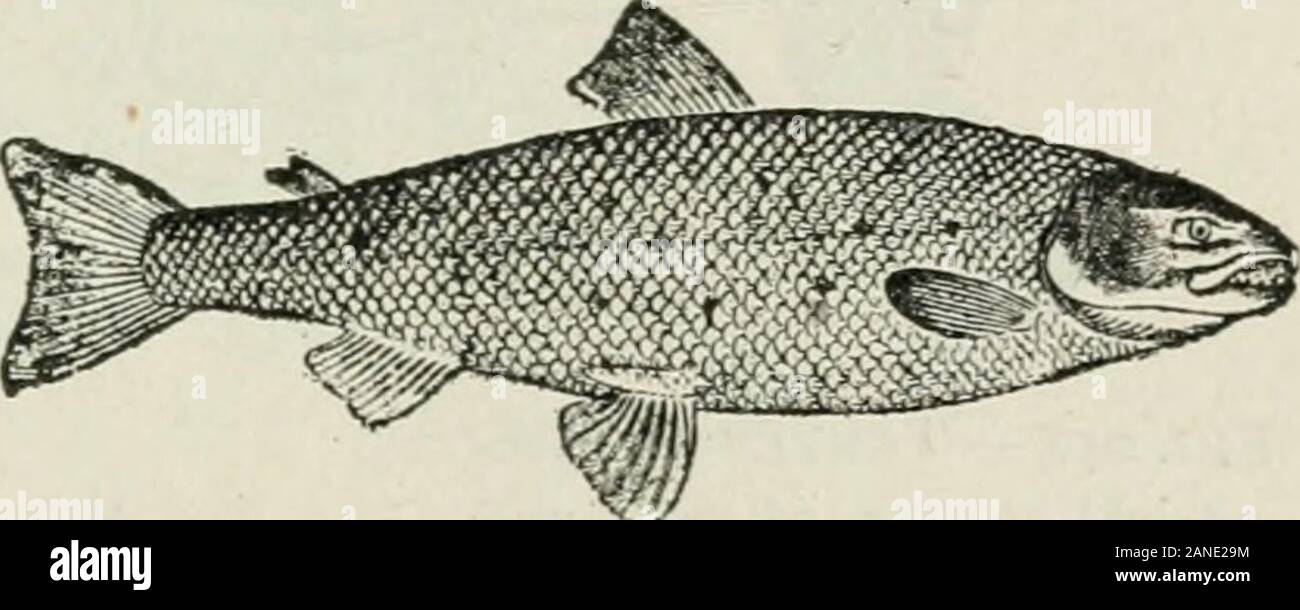Beginners' zoology . ??; ^ j ?;?>; Fig. 238.—Perch.. Fig. 239. —Salmon ...