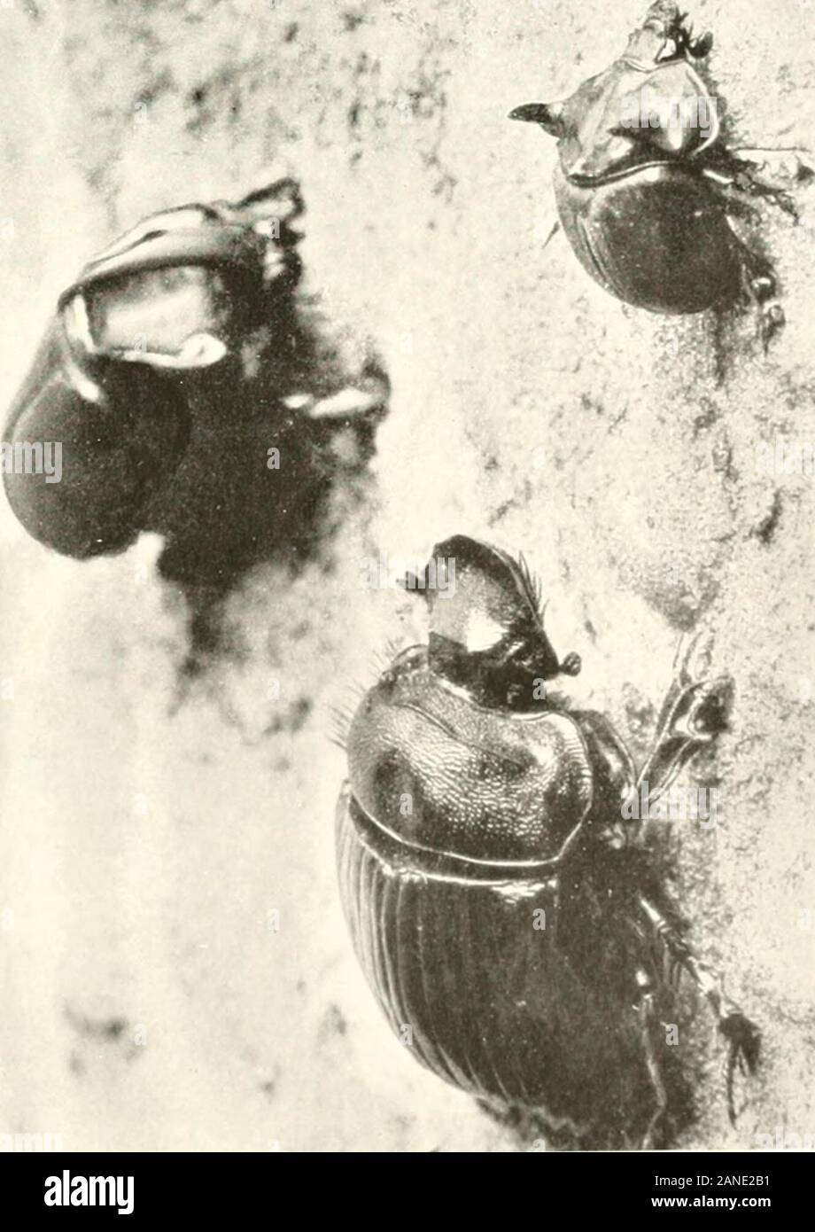 Only 2 Green Leaves High Resolution Stock Photography and Images - Alamy