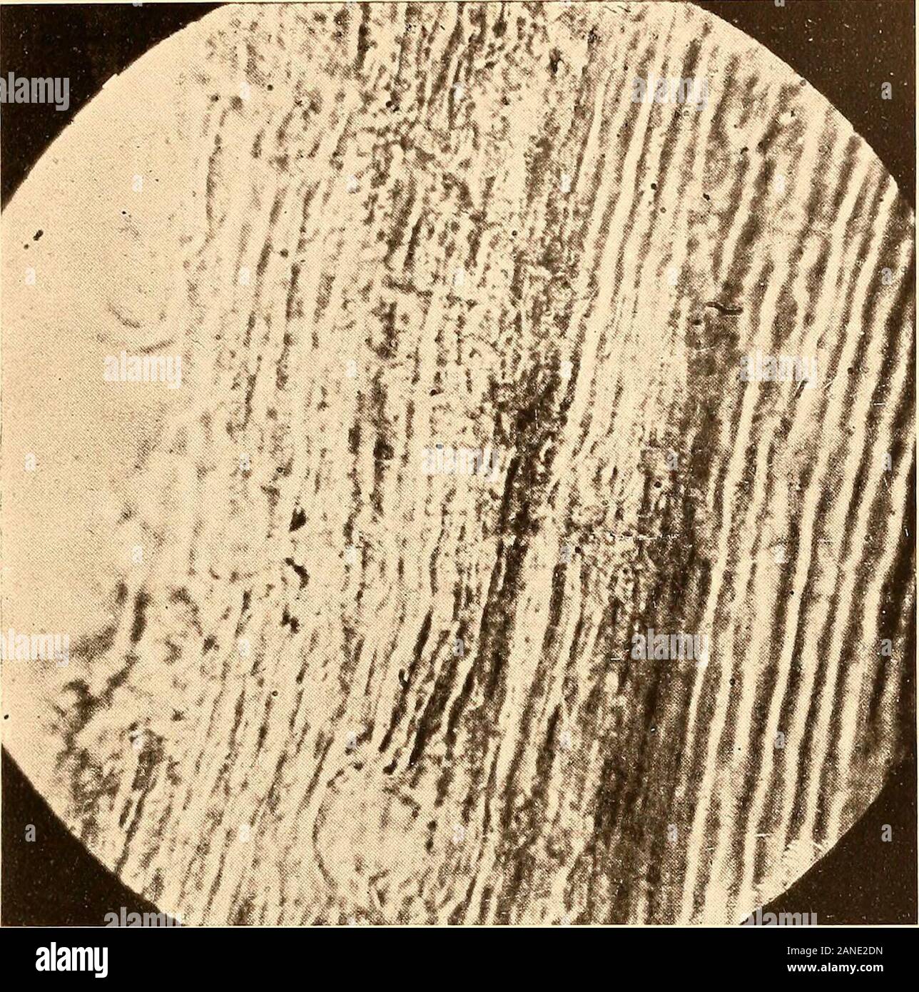 Principles and practice of operative dentistry . 1 Longitudinal section ...