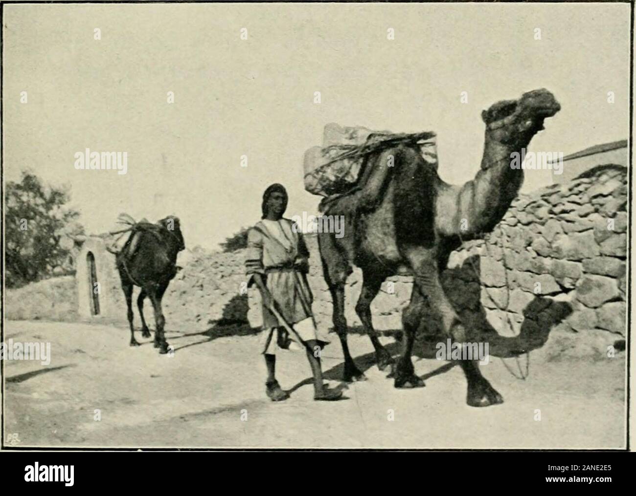 Camels carrying goods hi-res stock photography and images - Alamy