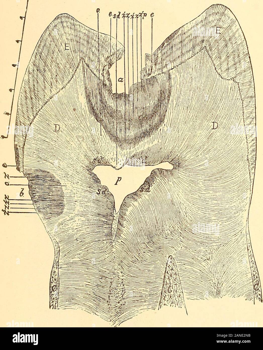 Principles and practice of operative dentistry . Fig. 276.—Dentinal ...