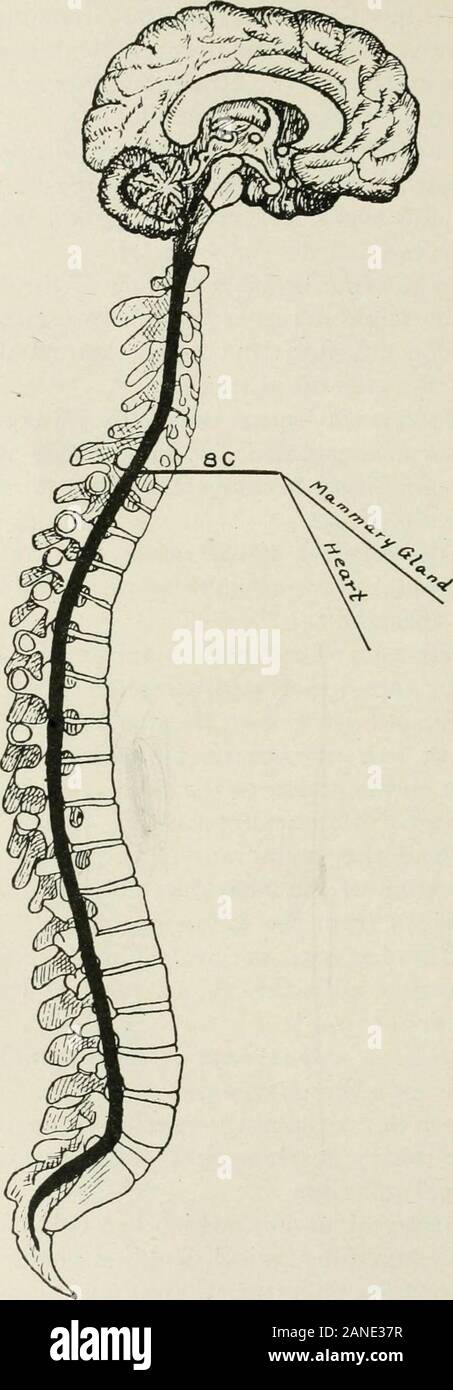 Thoracic spinal nerves hi-res stock photography and images - Alamy