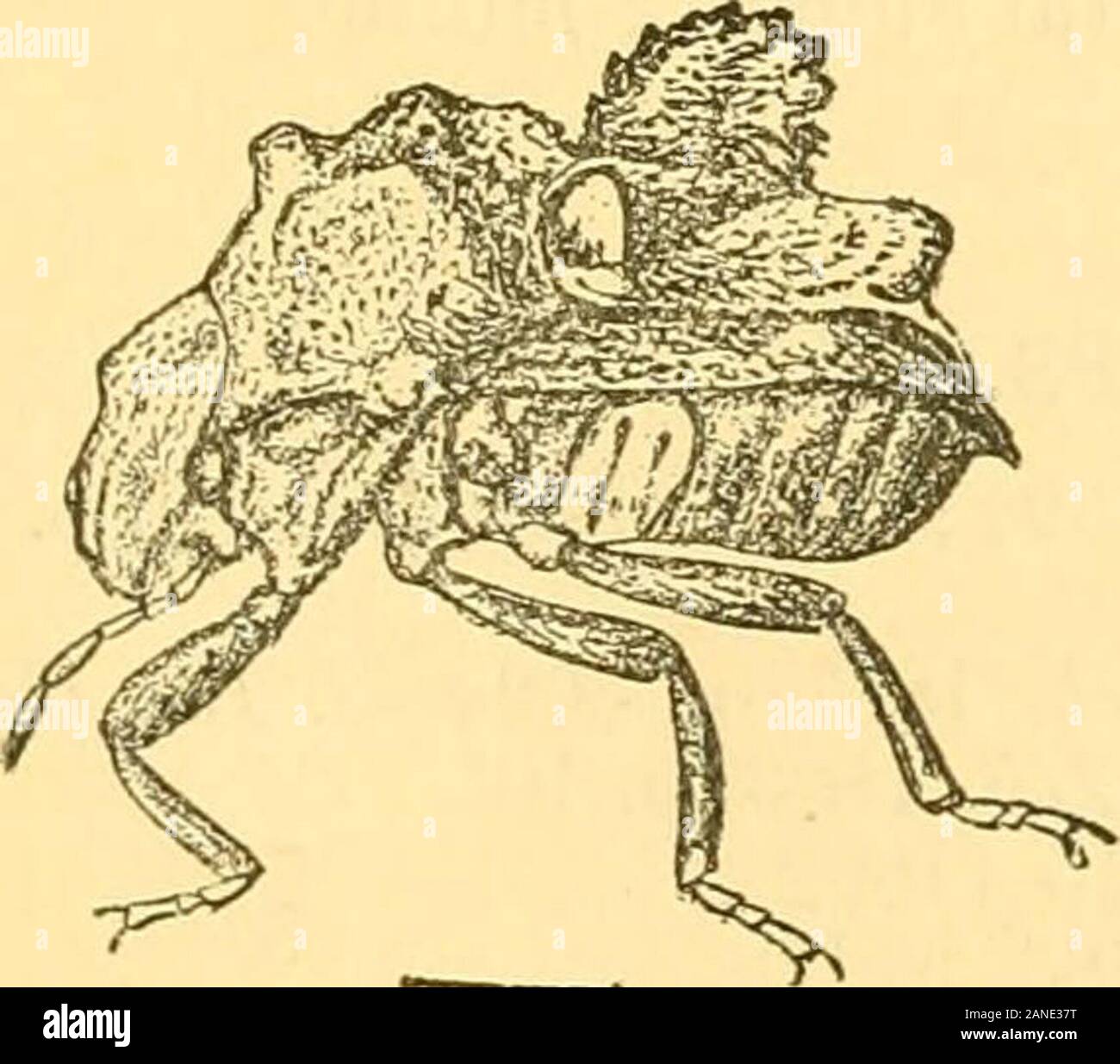 Rhynchota .. . , Malay Archipelago, China, and South Africa. Body ...