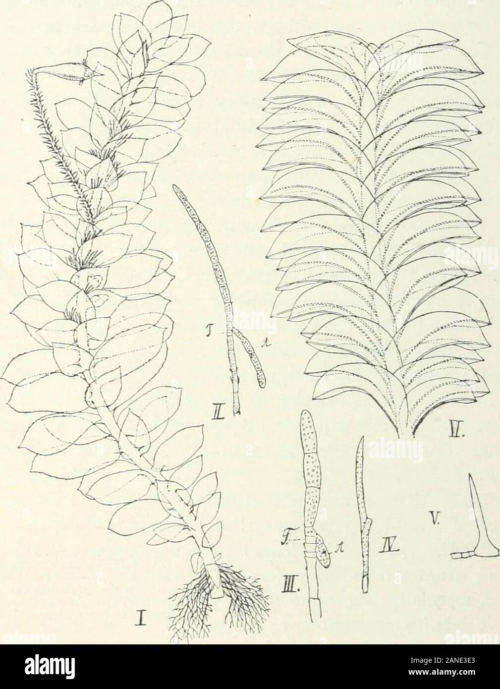 Laubmoose High Resolution Stock Photography and Images - Alamy