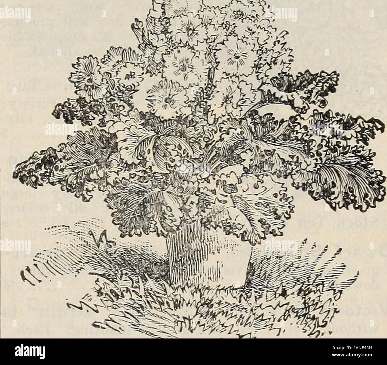 Cole's garden annual . Fringed Chinese Primrose PRinULA (Chinese ...