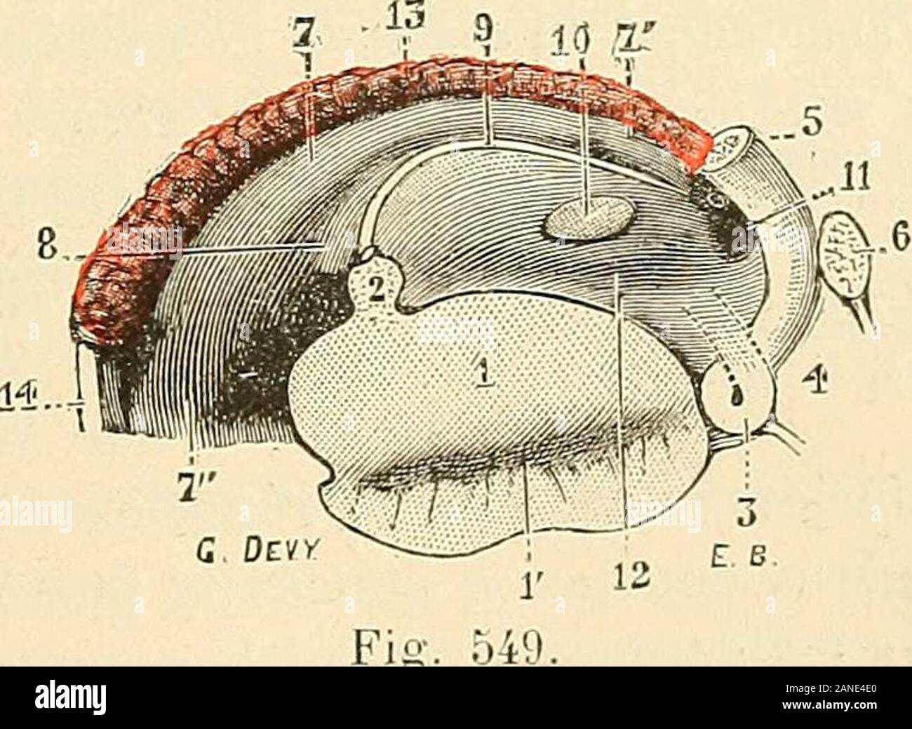 Trigone Stock Photos & Trigone Stock Images - Alamy