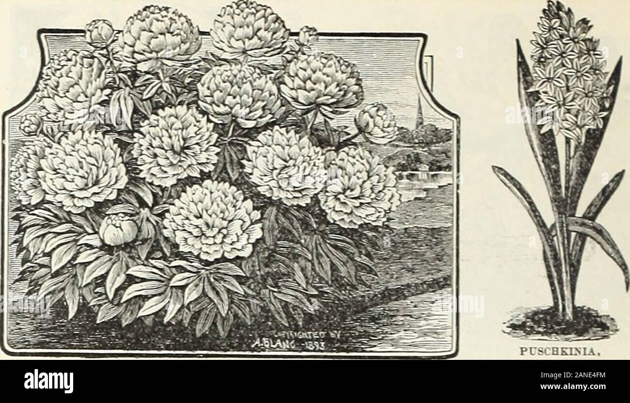 Autumn bulb catalogue : 1900 . PlSCBKlM.t. P/Pf)|VIAC Double Chinese ...