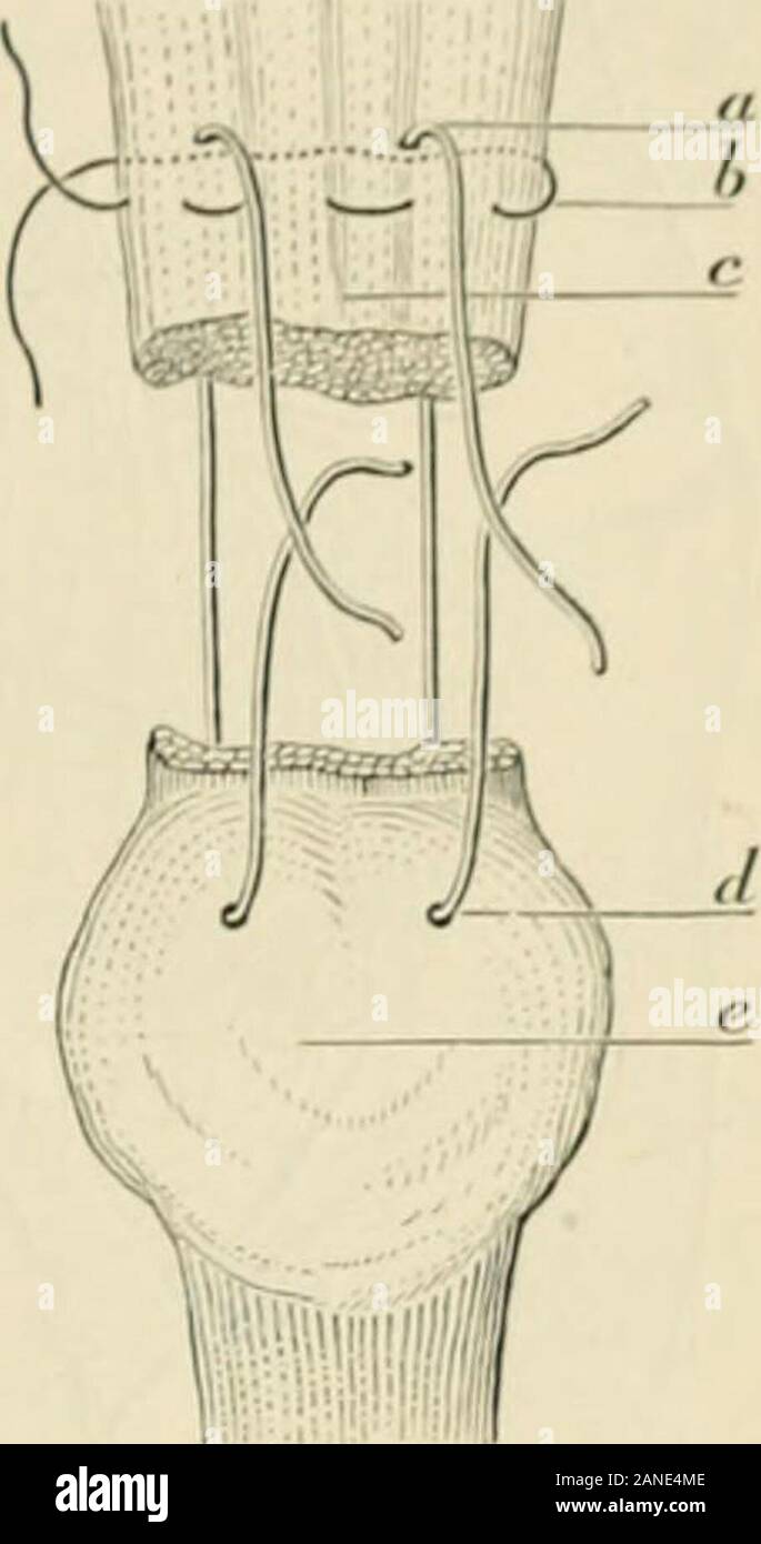 Operative surgery . ng tothe bundles of muscle, and three are ...