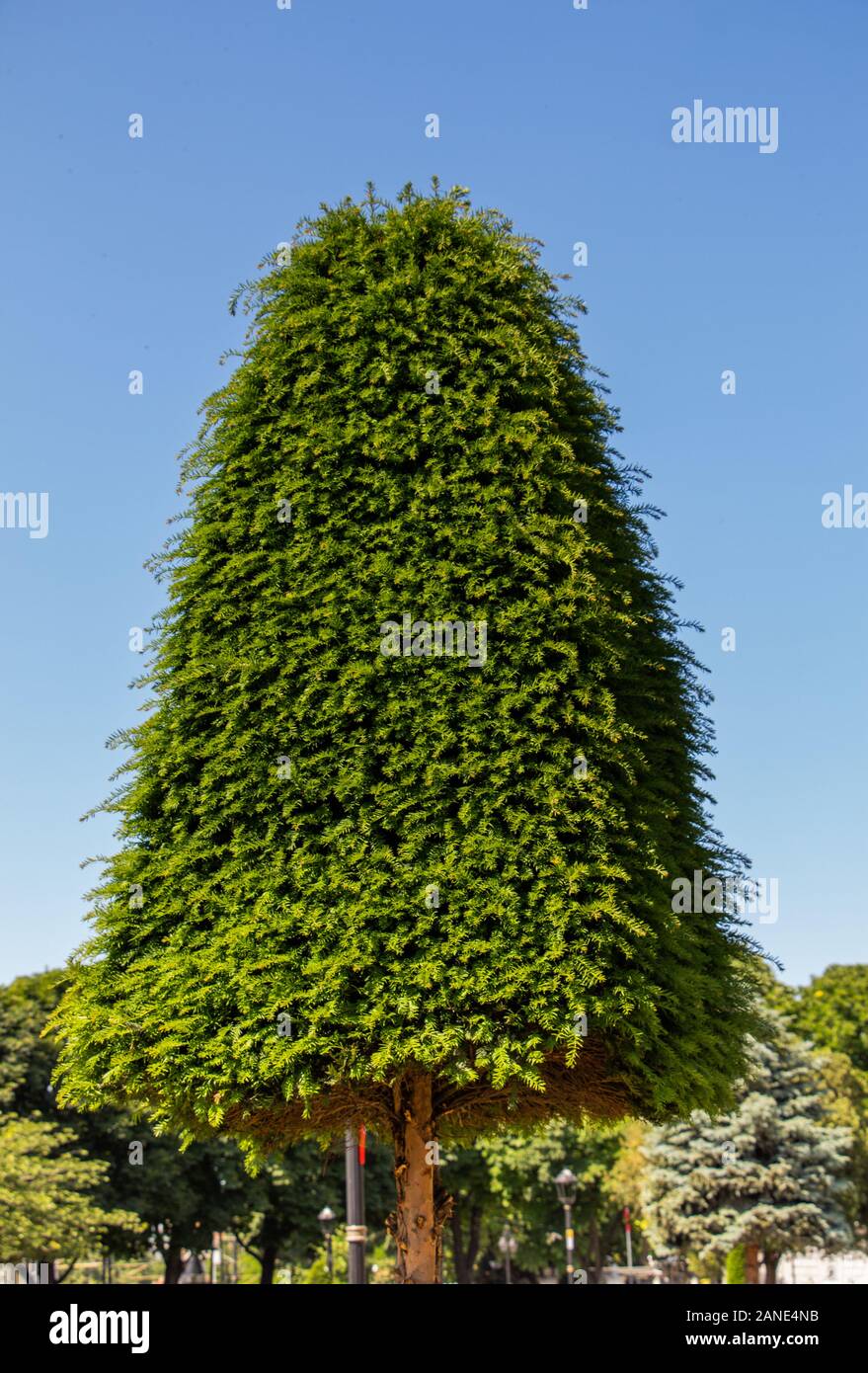 Young green tree grows in the urban area Stock Photo - Alamy