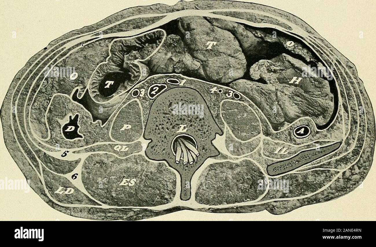 A text-book of clinical anatomy : for students and practitioners . Fig ...