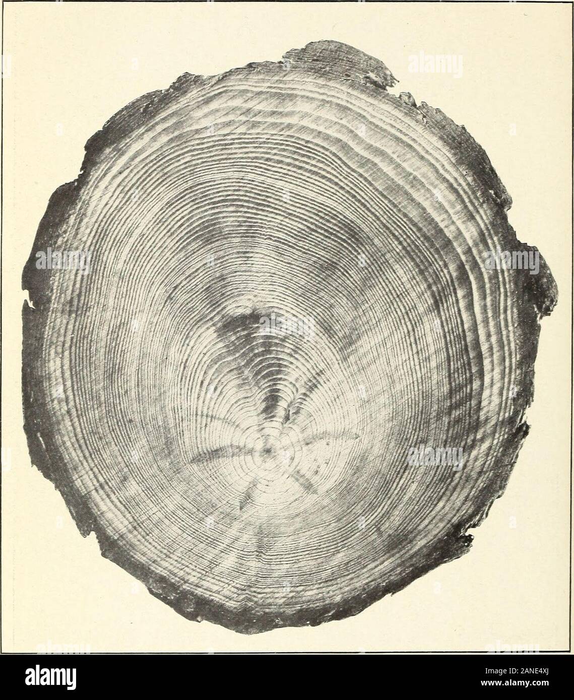 Old stumpage hi-res stock photography and images - Alamy