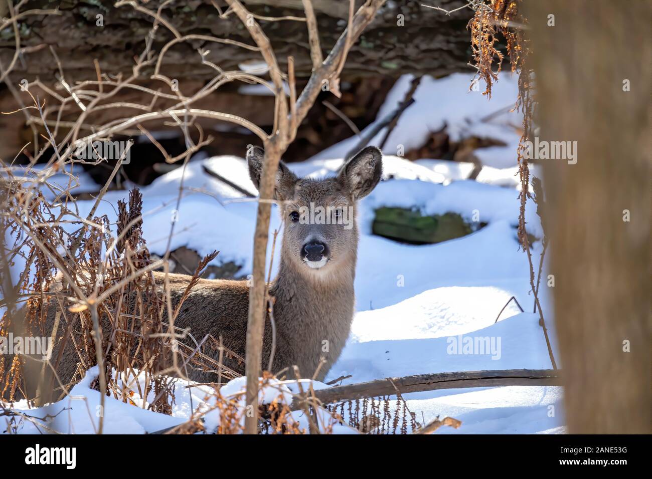 Deer. The white-tailed deer also known as the whitetail or Virginia ...