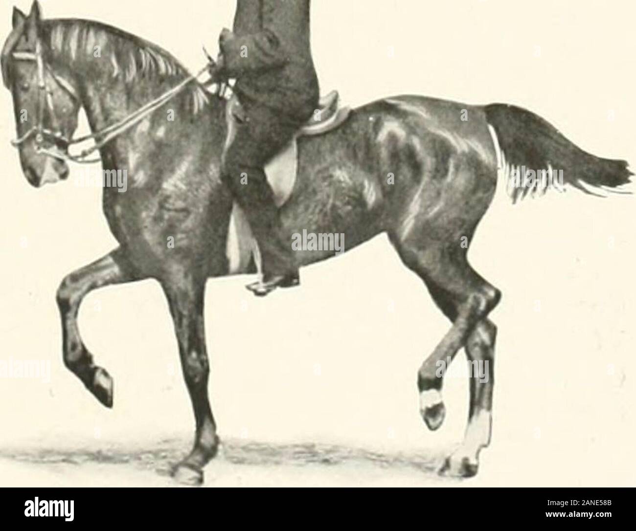 High stepping horse hi-res stock photography and images - Alamy