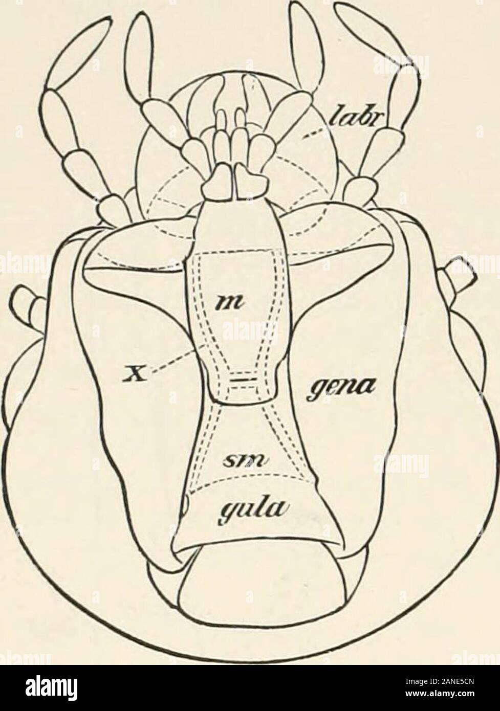Ant head anatomy hi-res stock photography and images - Alamy
