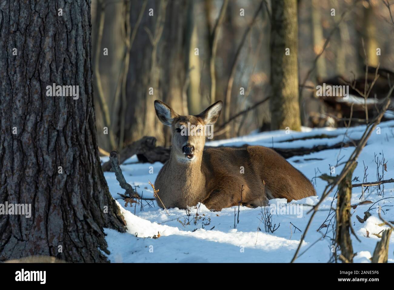 Deer. The white-tailed deer also known as the whitetail or Virginia ...