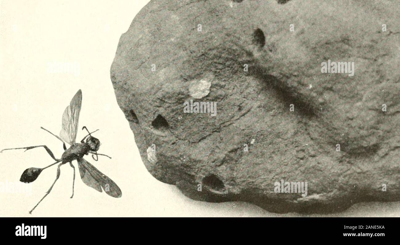 Marvels of insect life ; a popular account of structure and habit . of ...